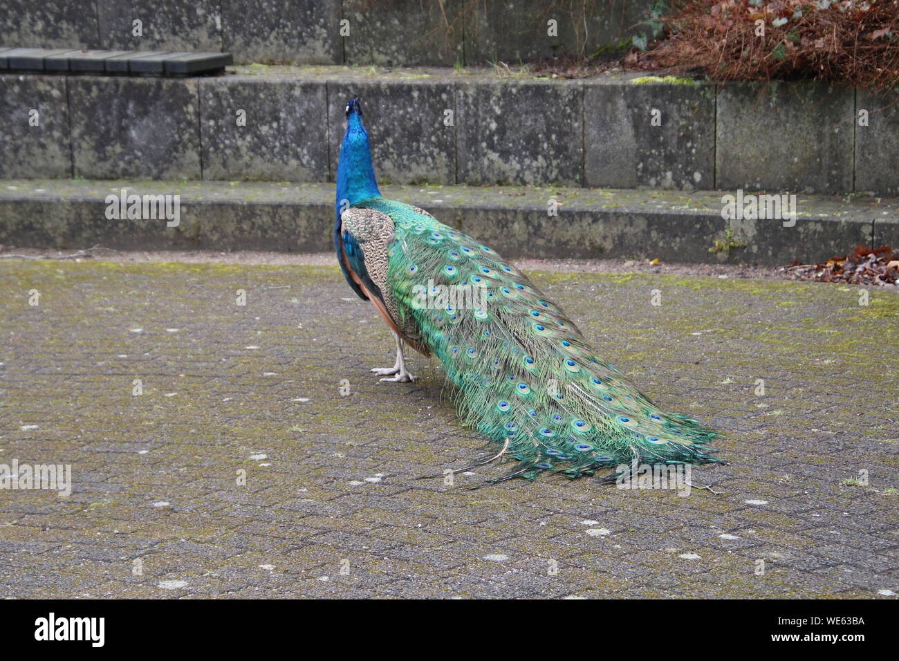 male peacock peafowl displaying feathers in Rostock zoo germany Stock ...