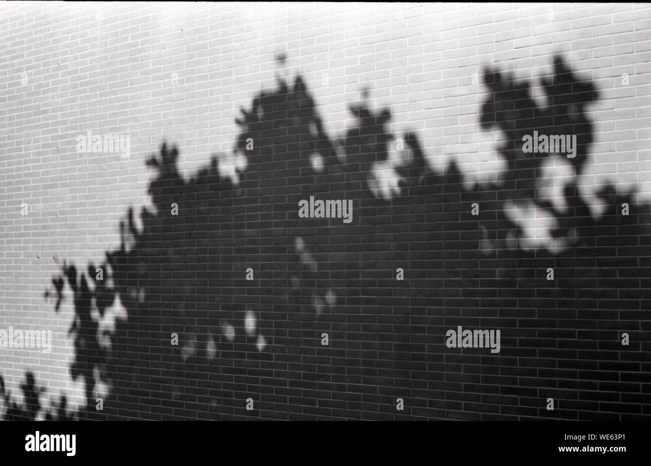 Tree Shadow Wall Brick Wall High Resolution Stock Photography and ...