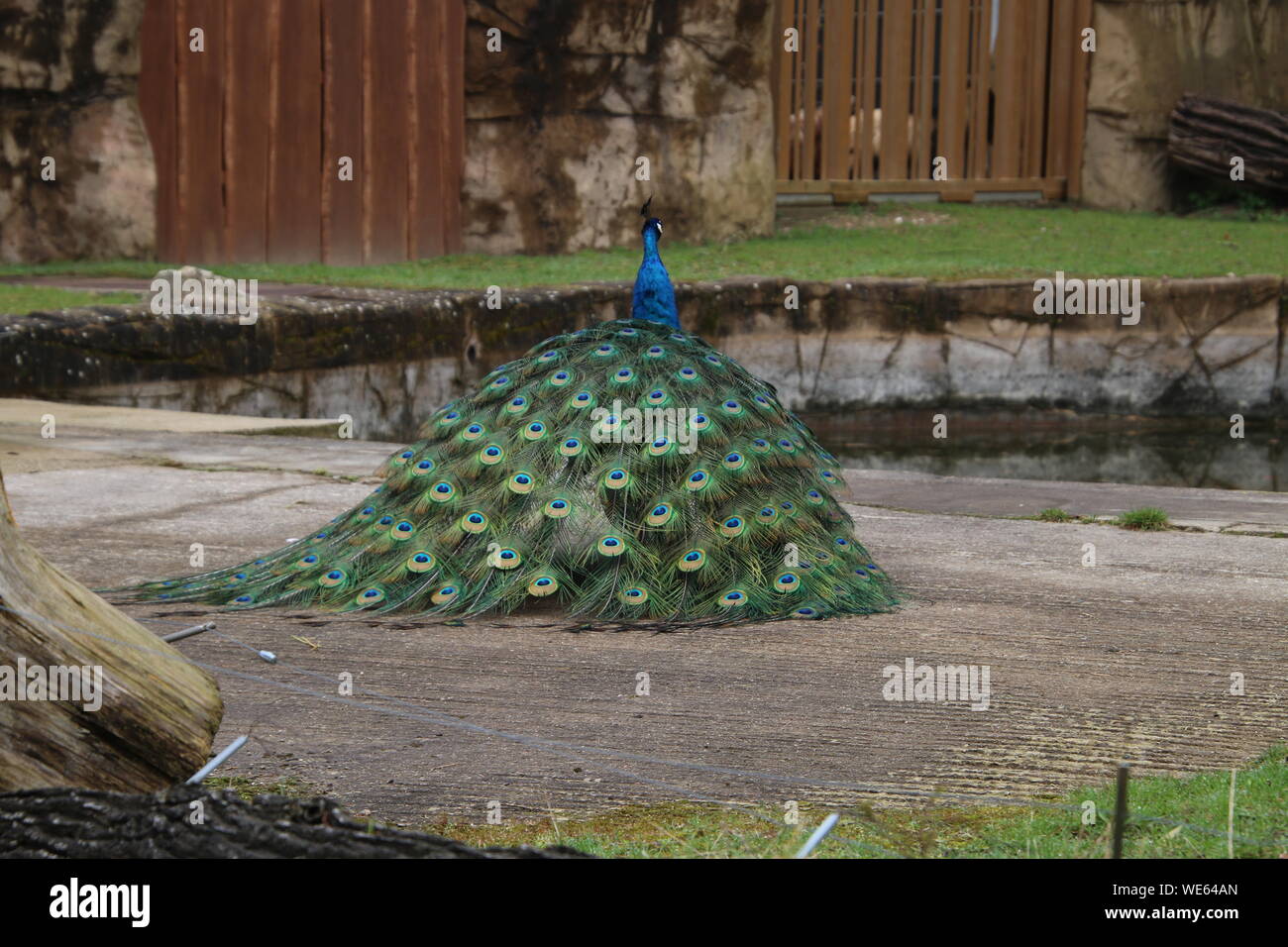 male peacock peafowl displaying feathers in Rostock zoo germany Stock ...