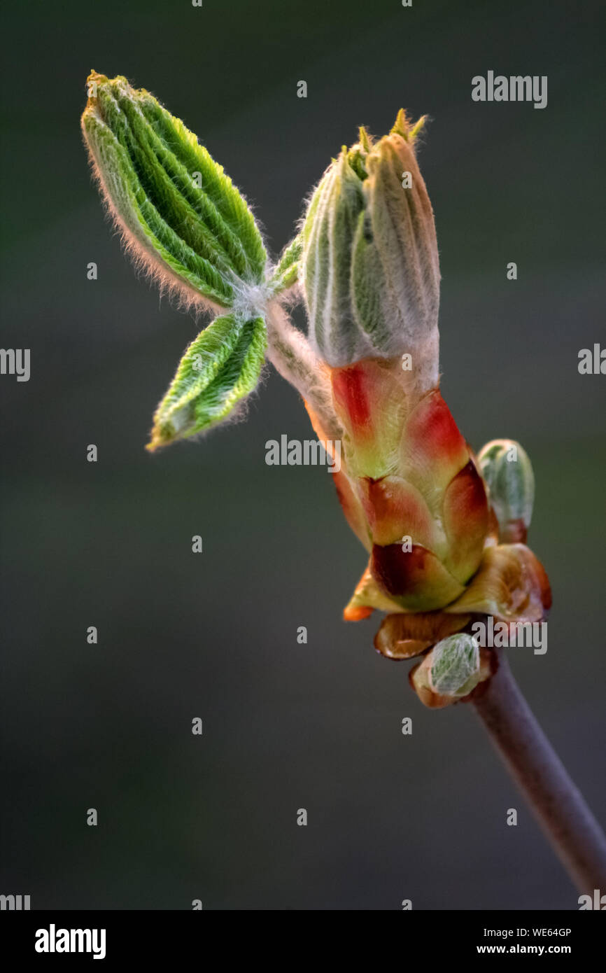 Chestnut rose color hi-res stock photography and images - Alamy