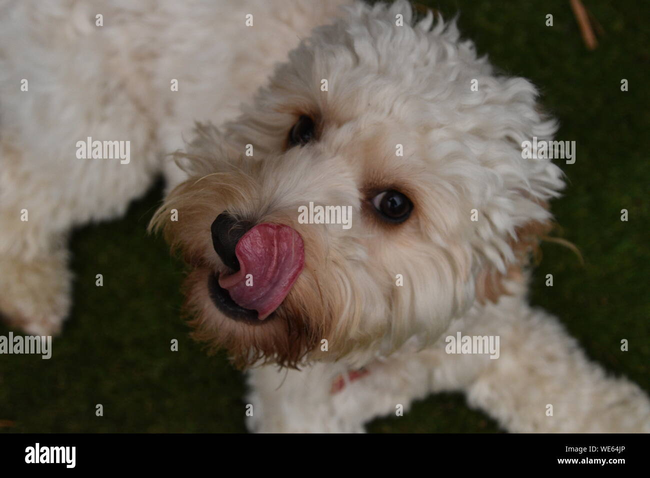 Cockapoo looking out hi-res stock photography and images - Alamy