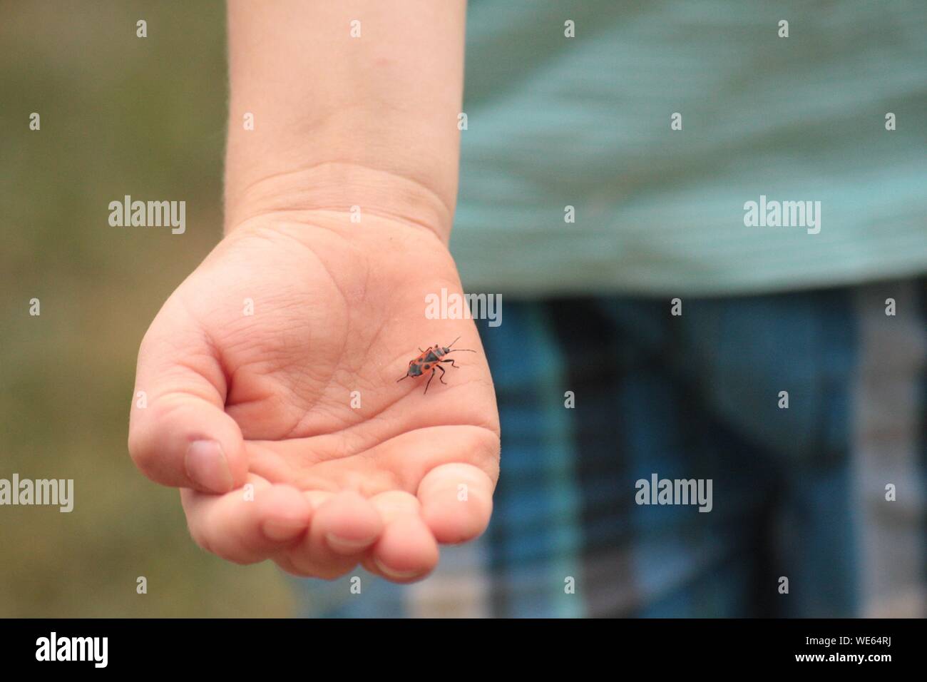 Child Holding Bug High Resolution Stock Photography and Images - Alamy