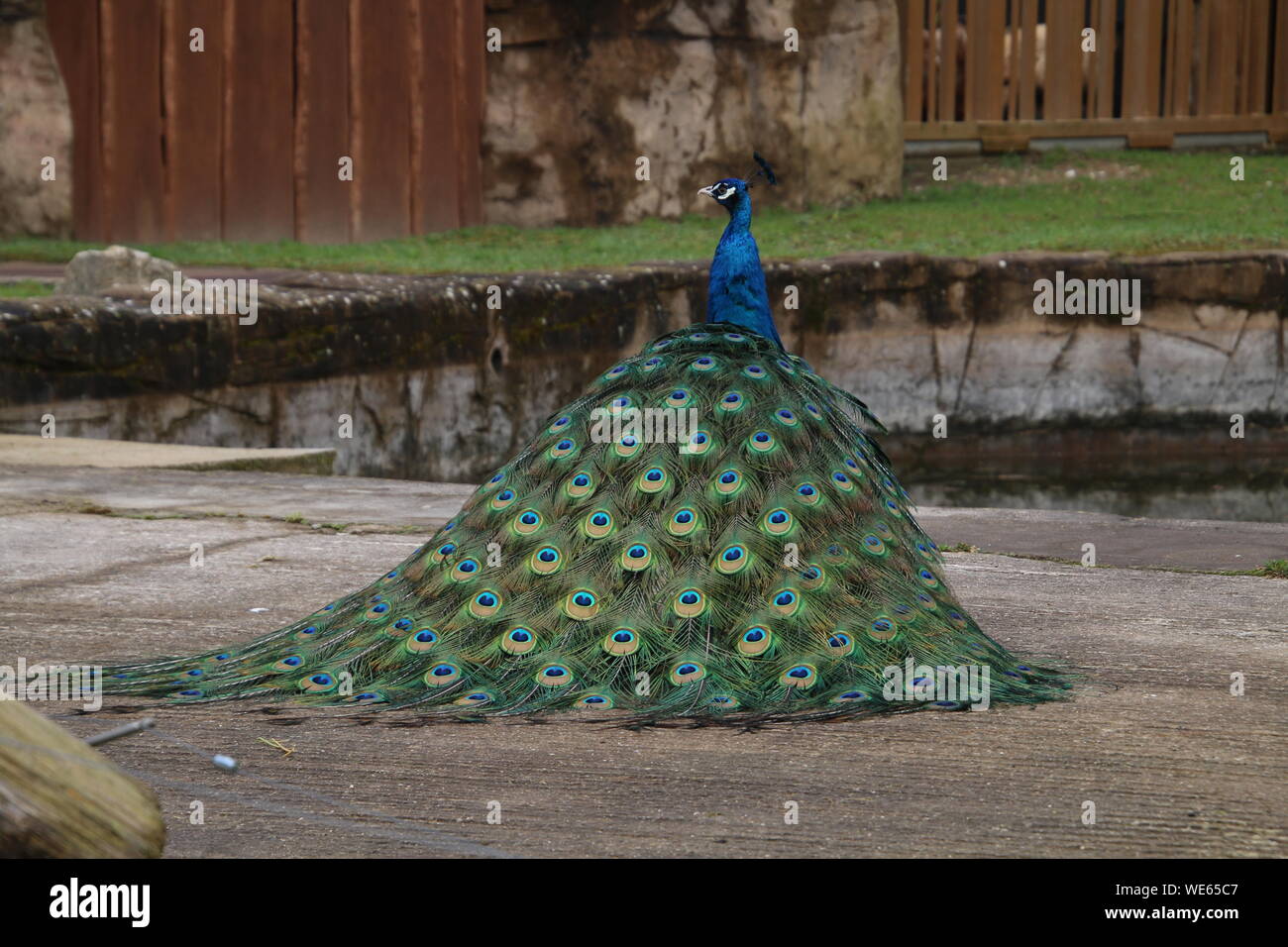 male peacock peafowl displaying feathers in Rostock zoo germany Stock ...