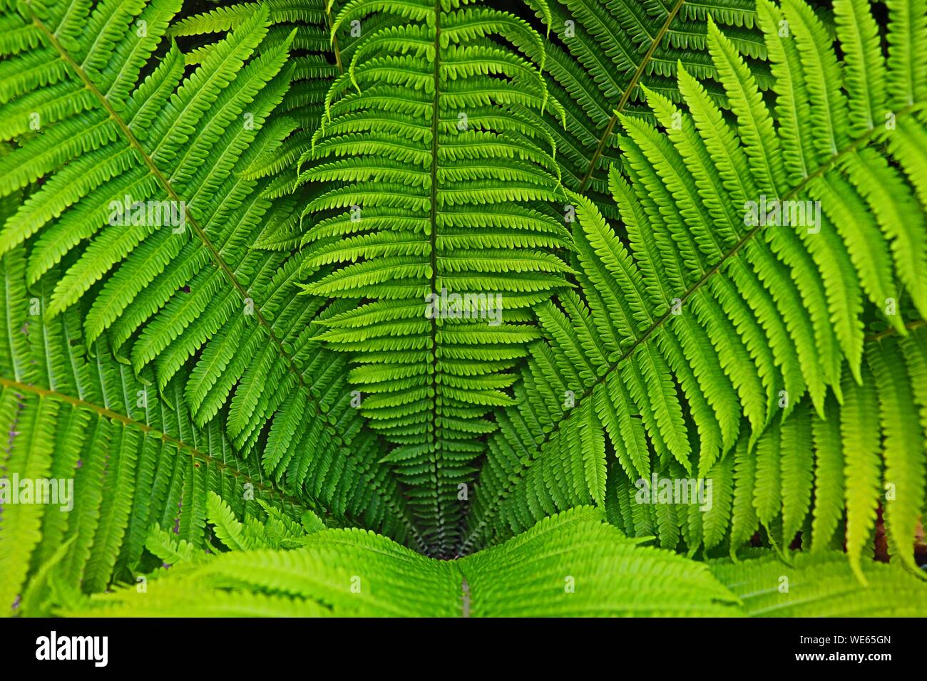Farn garten hi-res stock photography and images - Alamy