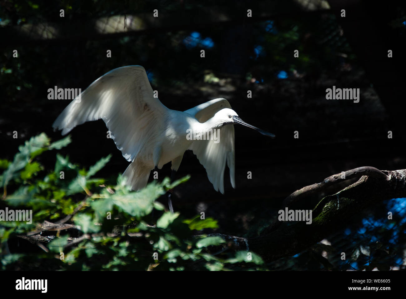 Flying pond hi-res stock photography and images - Alamy