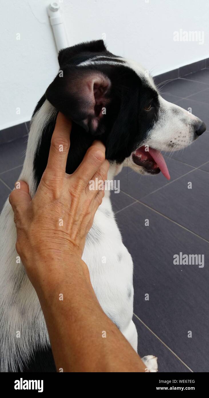 Man Petting Dog High Resolution Stock Photography and Images - Alamy
