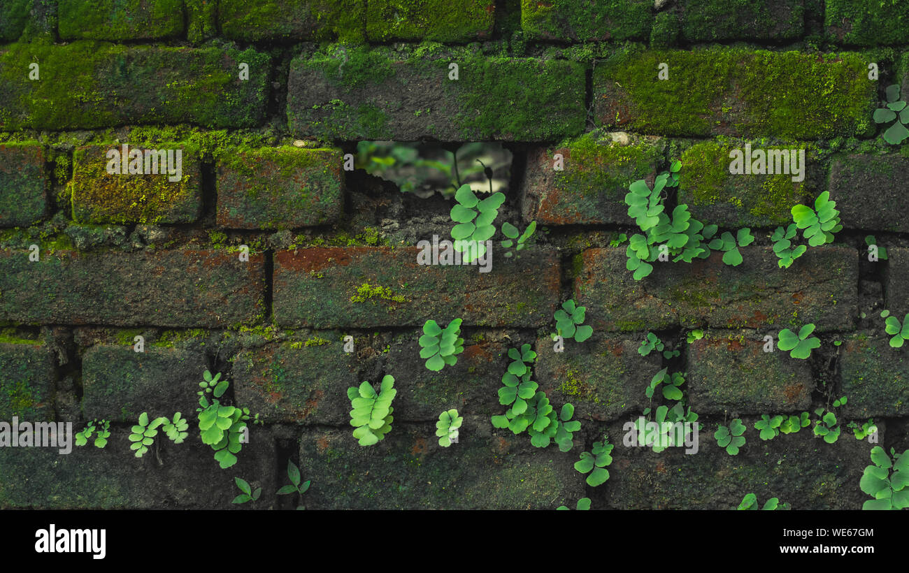 Moss on brick wall hi-res stock photography and images - Alamy