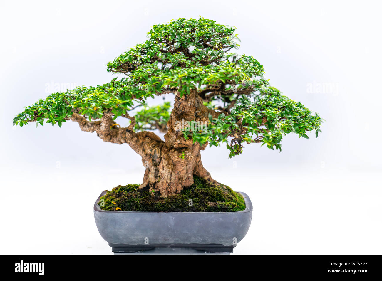 Green old bonsai tree isolated on white background in a pot plant ...