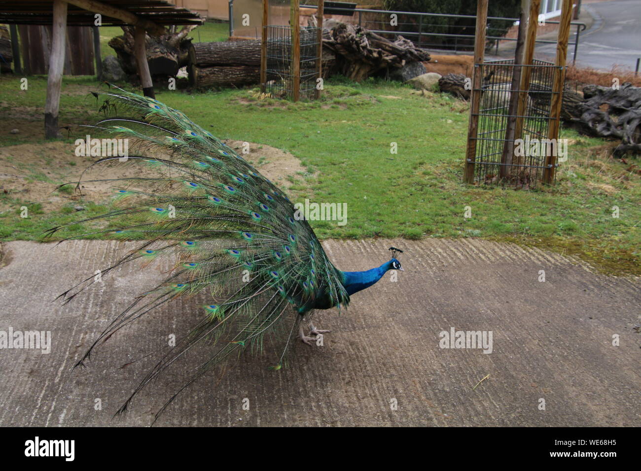 male peacock peafowl displaying feathers in Rostock zoo germany Stock ...