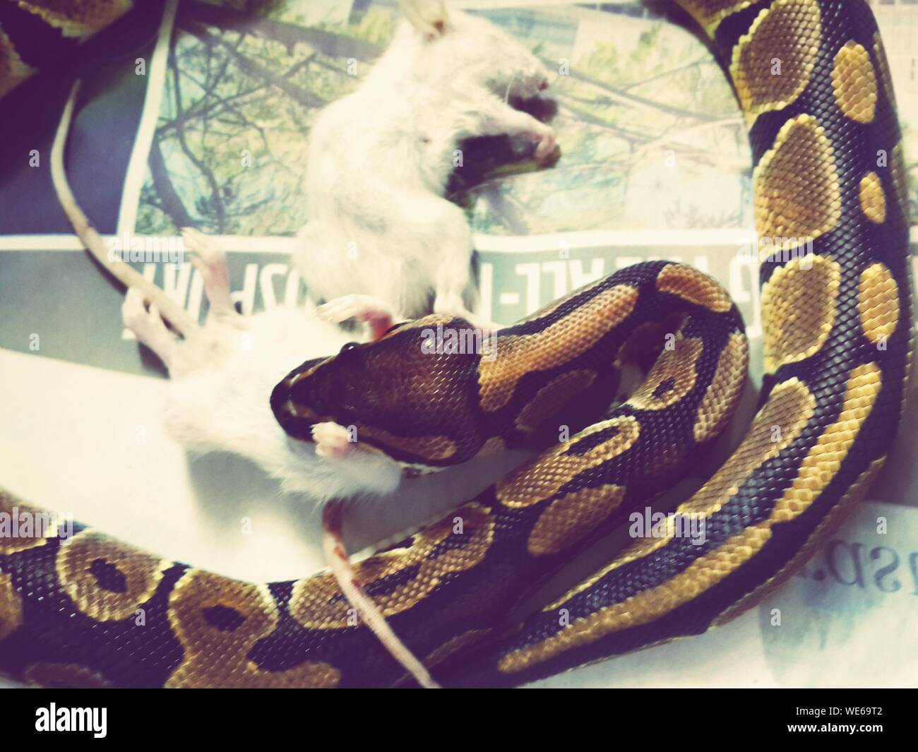 Python eating mouse hi-res stock photography and images - Alamy