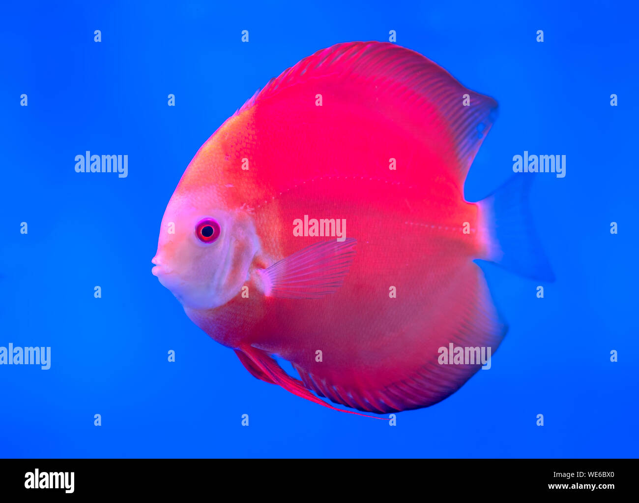 Discus Fish Colorful swimming in fish tank. This is a species of ...