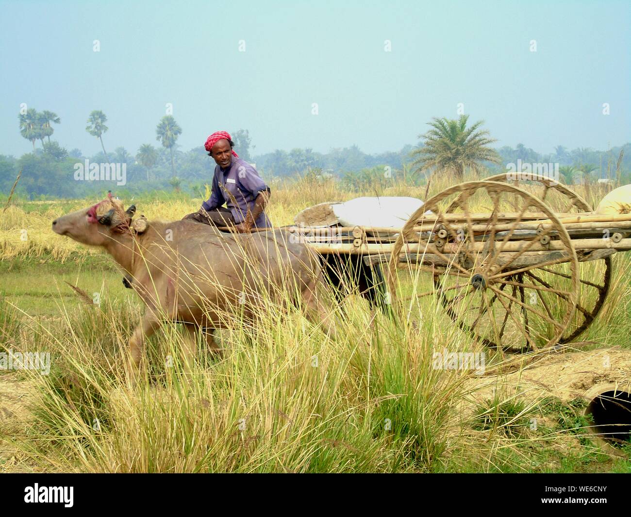 Bullock on grass hi-res stock photography and images - Alamy