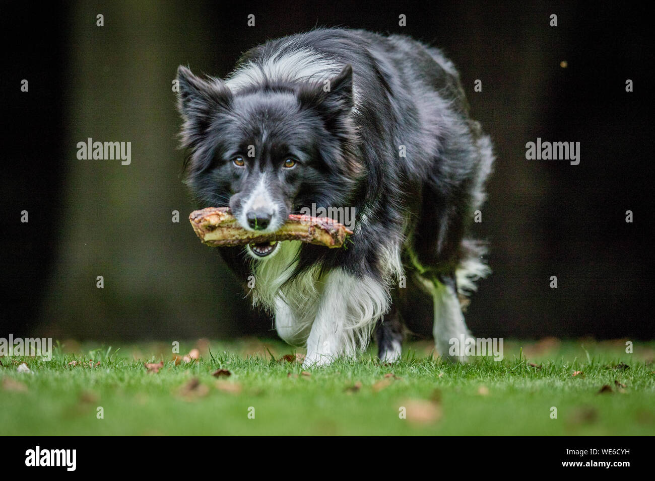 Dog carrying bone hi-res stock photography and images - Alamy