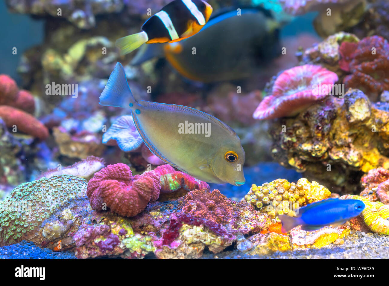 Underwater Dam High Resolution Stock Photography and Images - Alamy