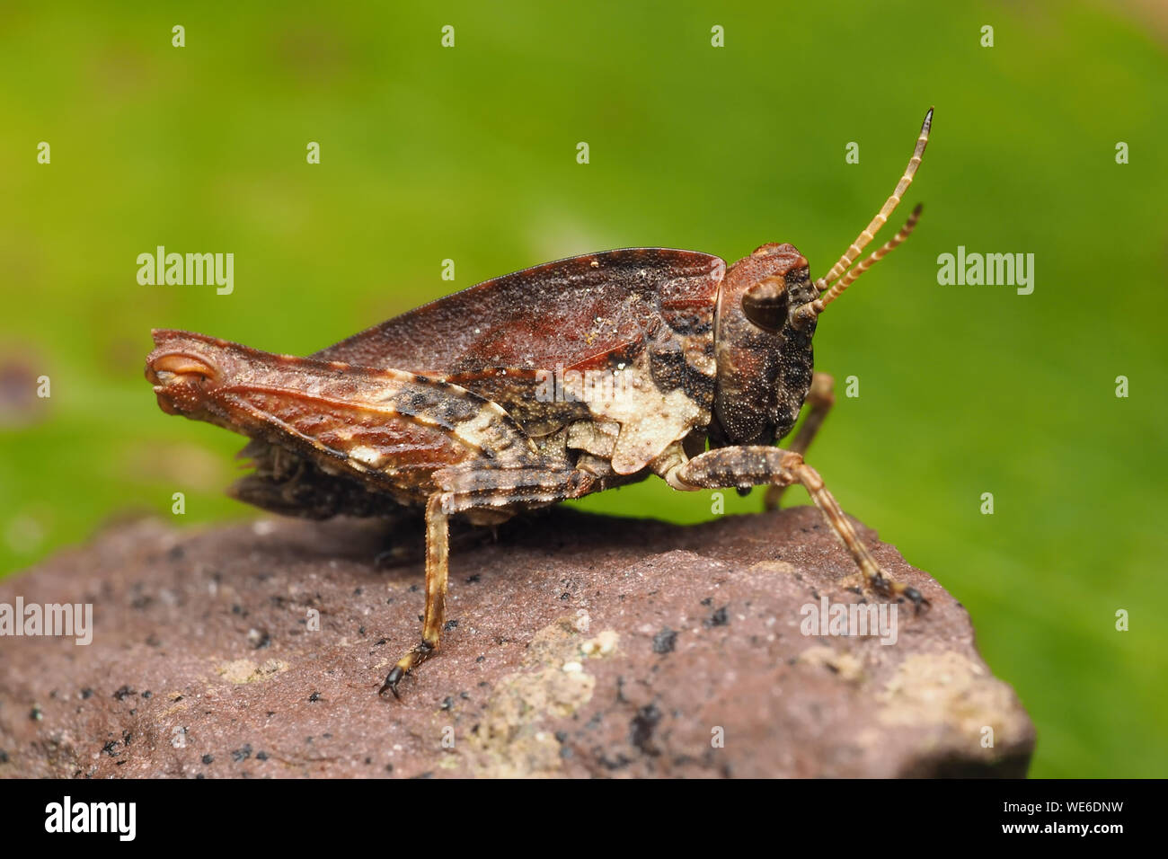 Common Groundhopper (Tetrix undulata) resting on stone. Tipperary ...