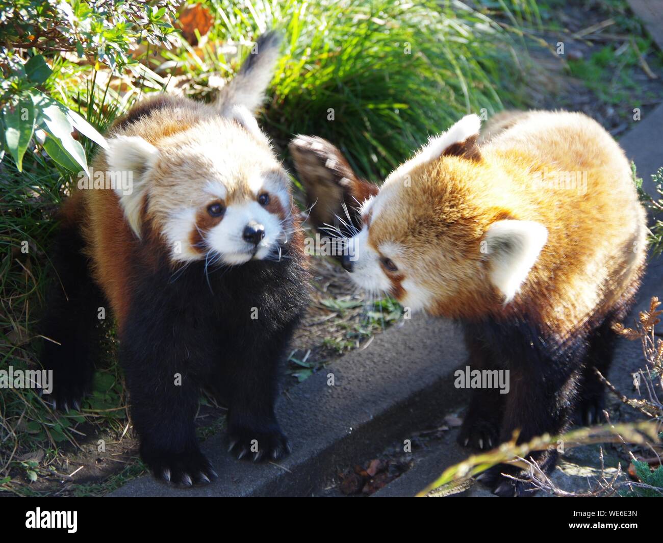Two red pandas hi-res stock photography and images - Alamy