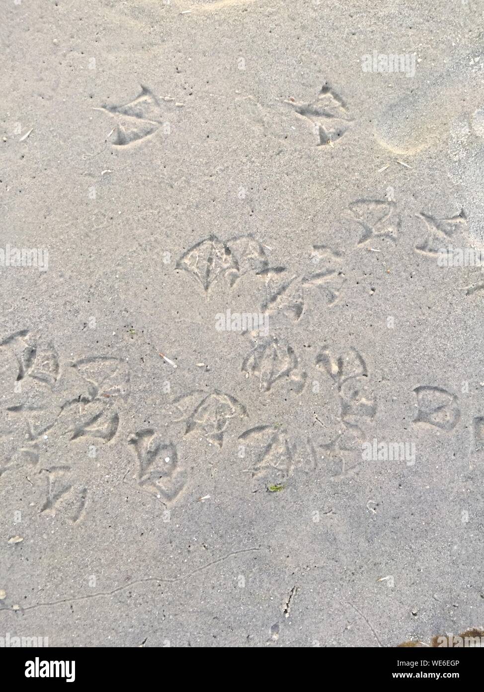 Webbed paw hi-res stock photography and images - Alamy