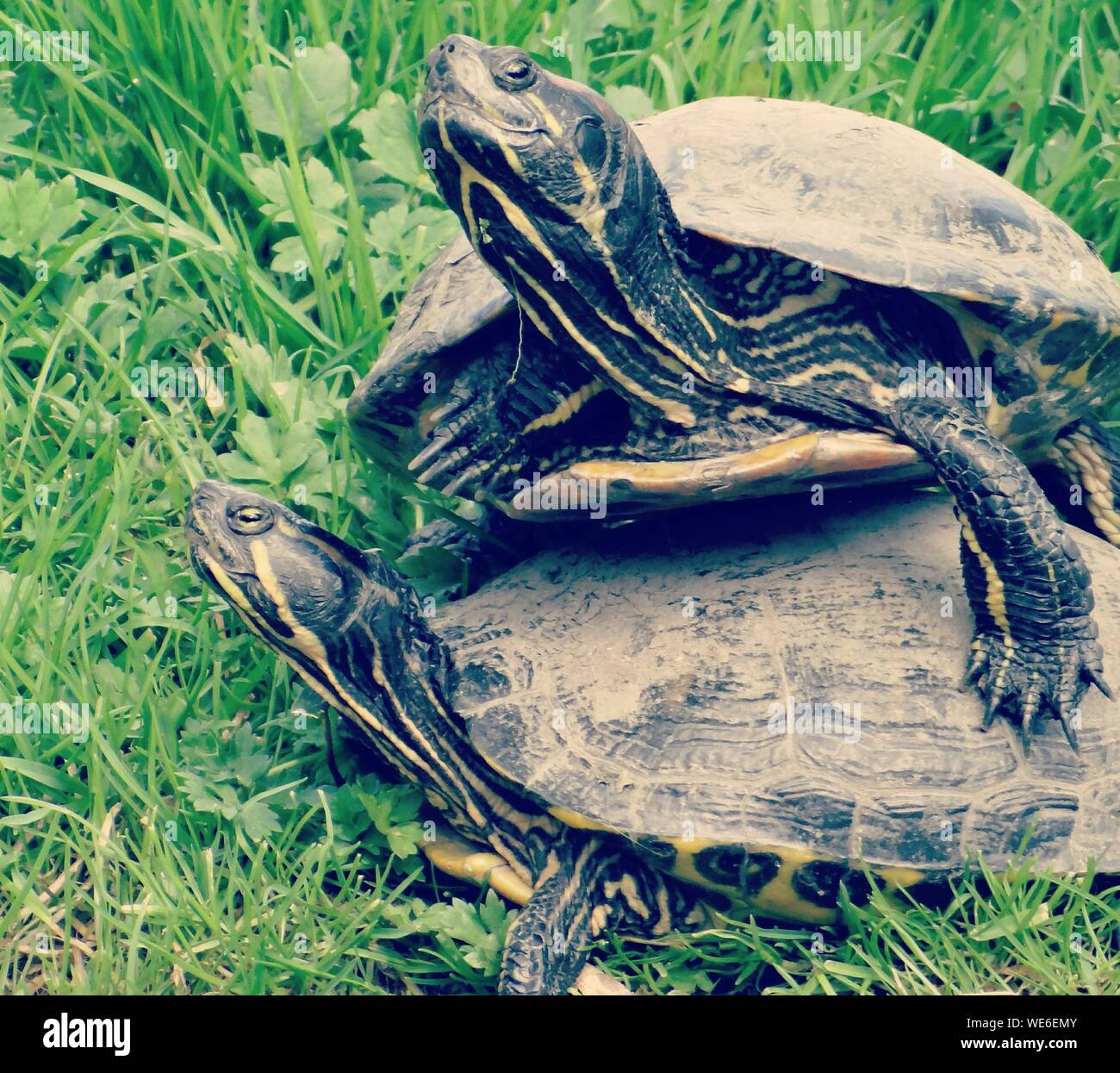 Tortoise mating hi-res stock photography and images - Alamy