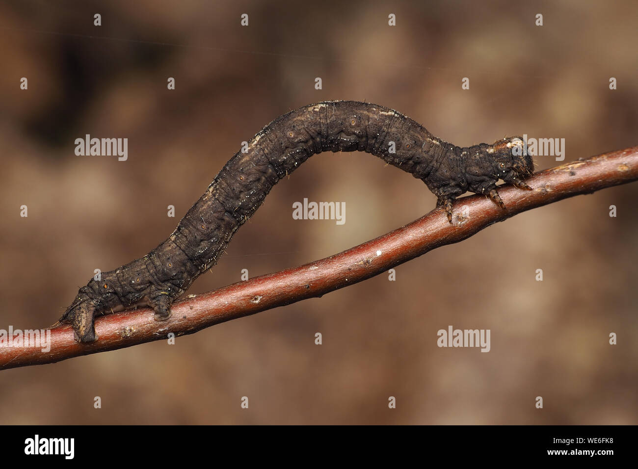 Mottled beauty moth caterpillar hi-res stock photography and images - Alamy