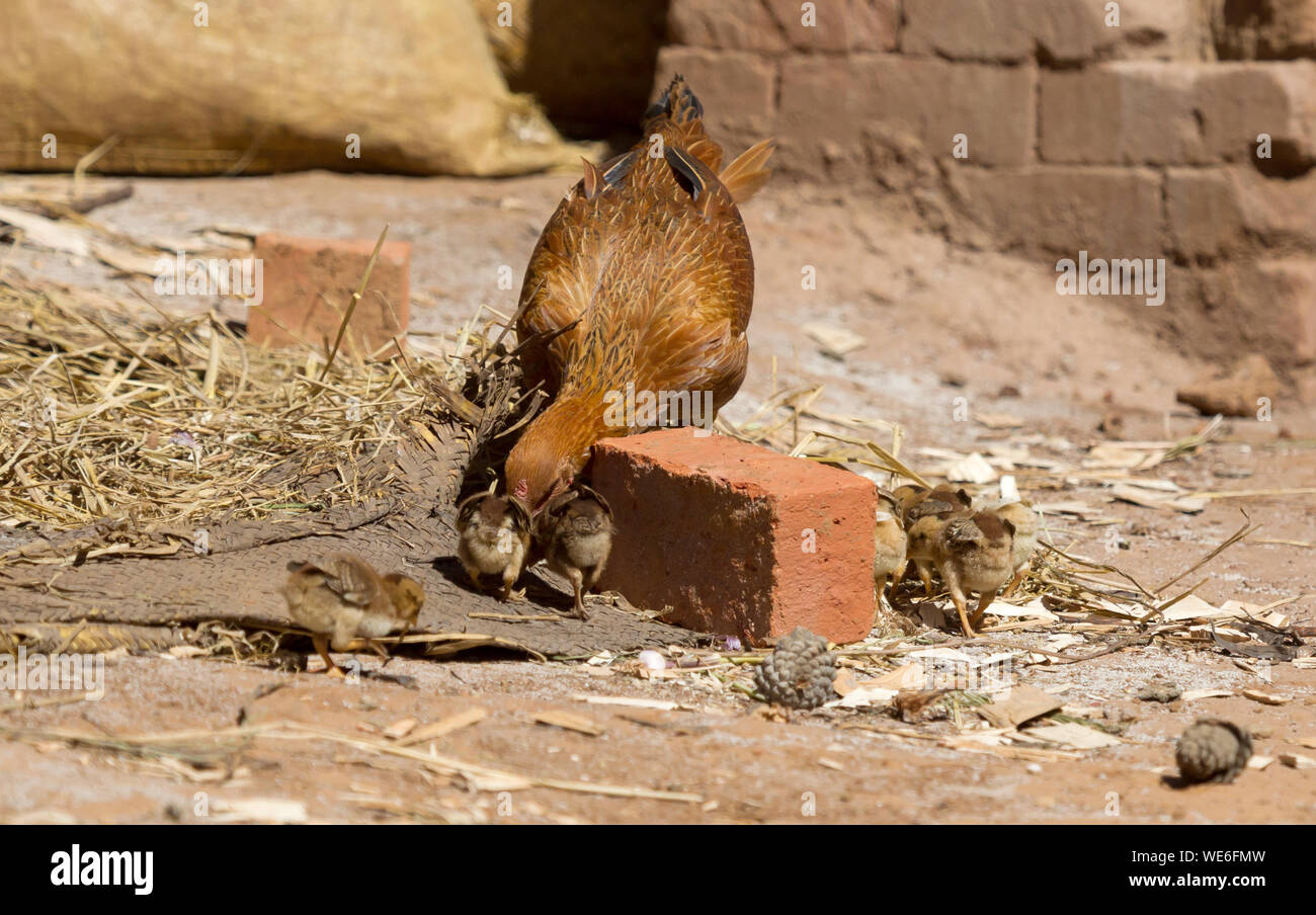 Madagascar chicken hi-res stock photography and images - Alamy