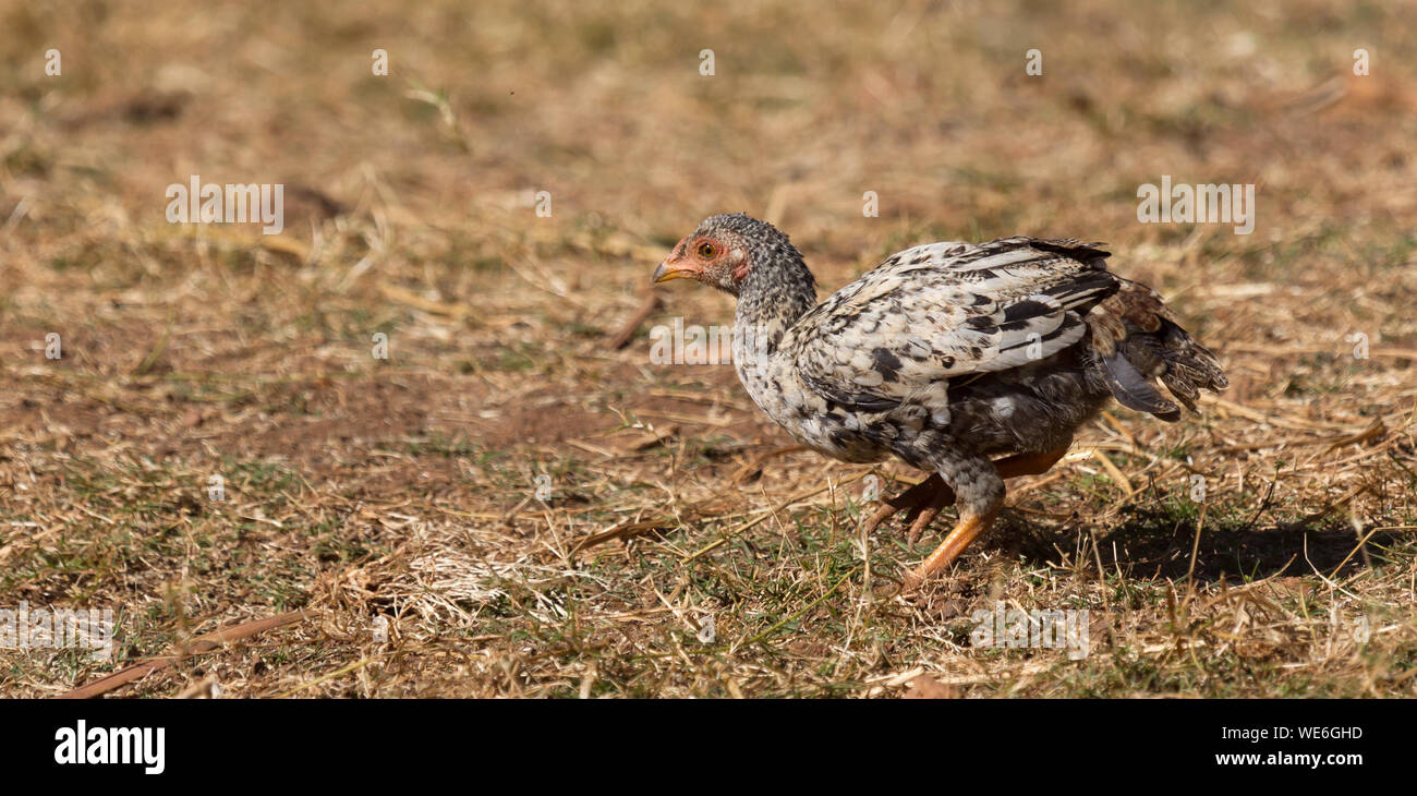 Chicken in the countryside of Madagascar, Africa Stock Photo - Alamy