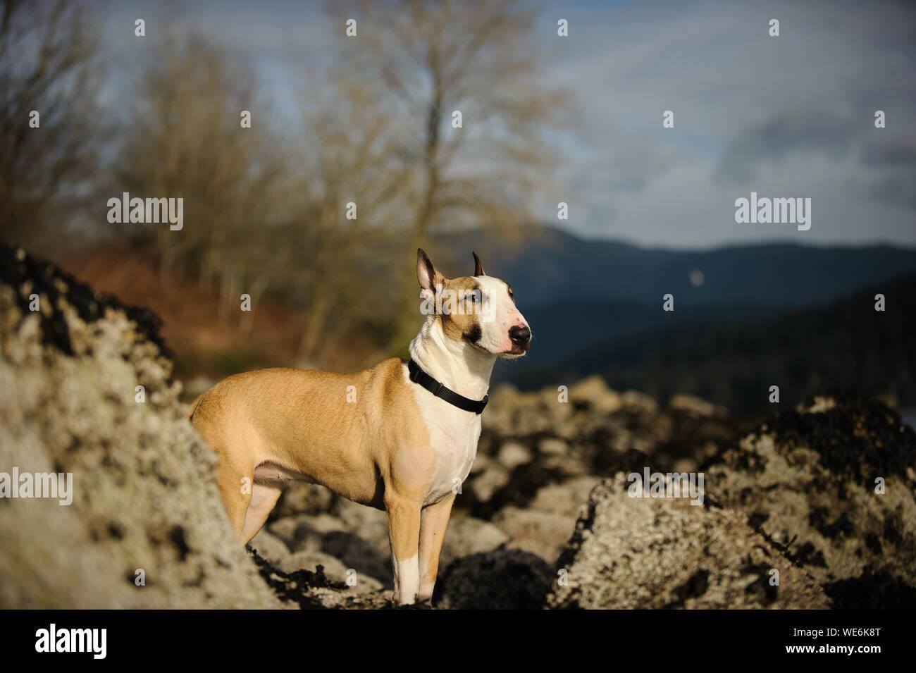 Dog standing rock High Resolution Stock Photography and Images - Alamy