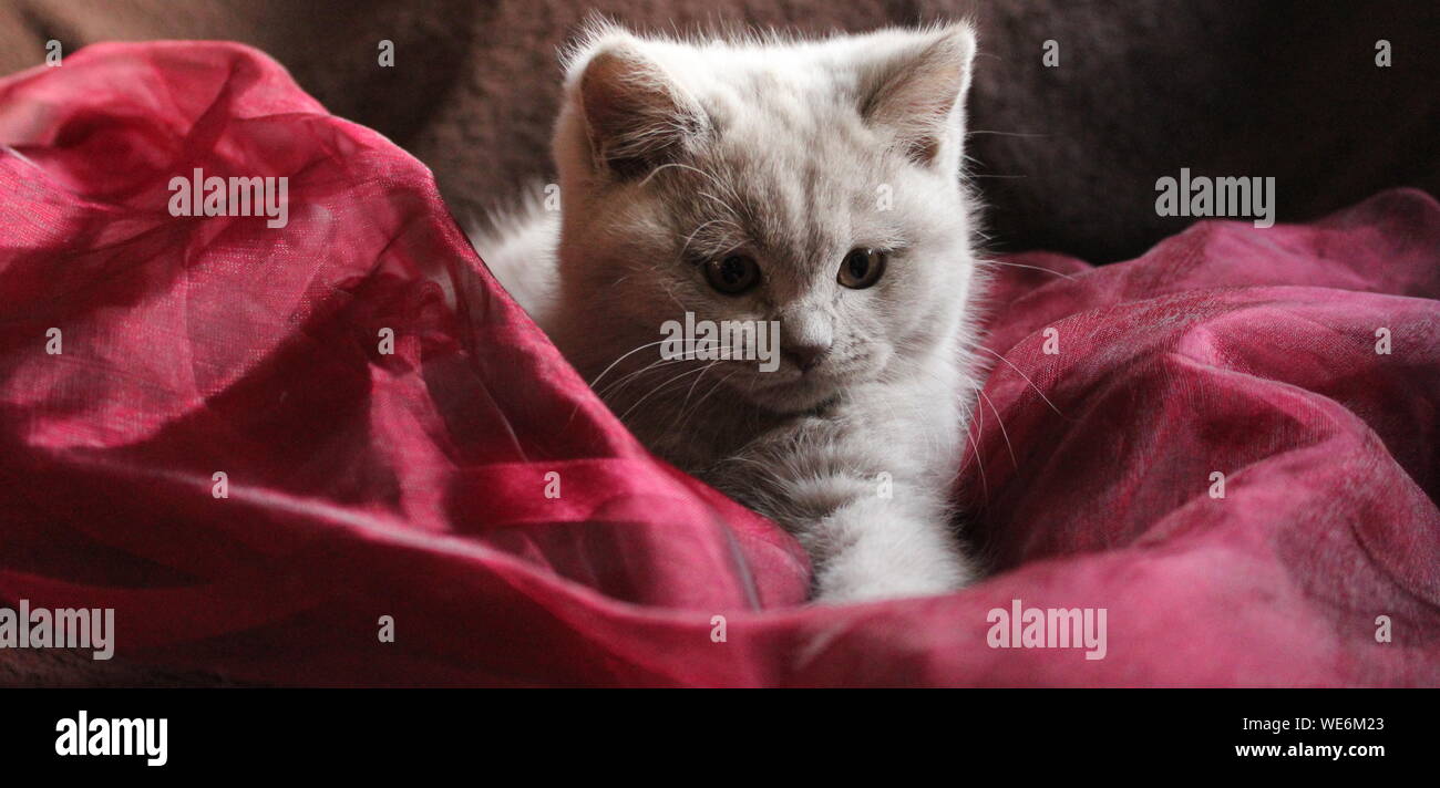 Maroon cat hi-res stock photography and images - Alamy