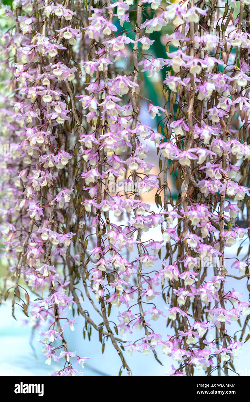 Dendrobium Aphyllum orchids flowers bloom in spring adorn the beauty of ...