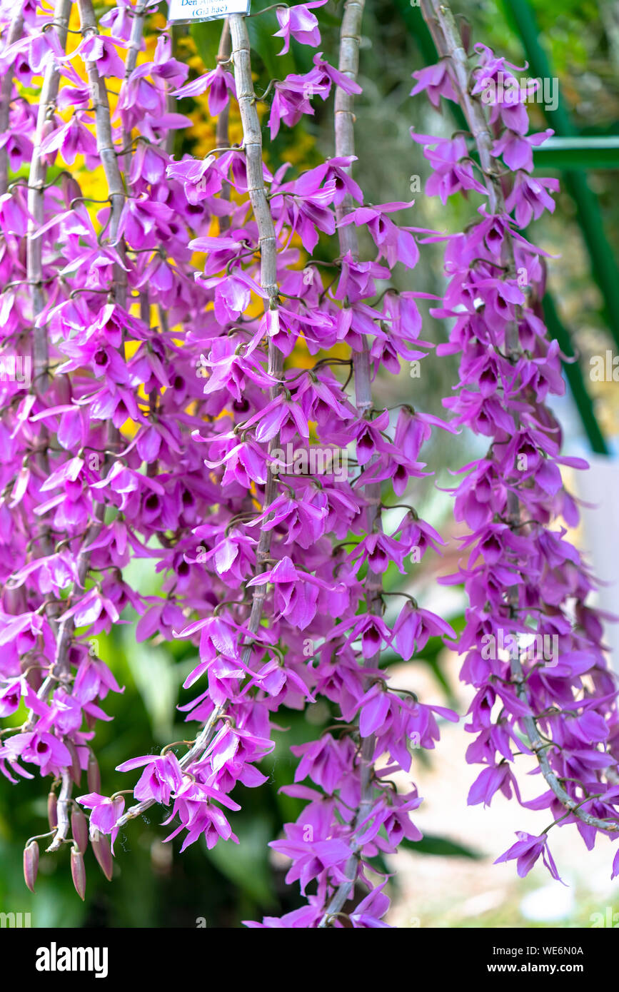 Aphyllum hi-res stock photography and images - Alamy