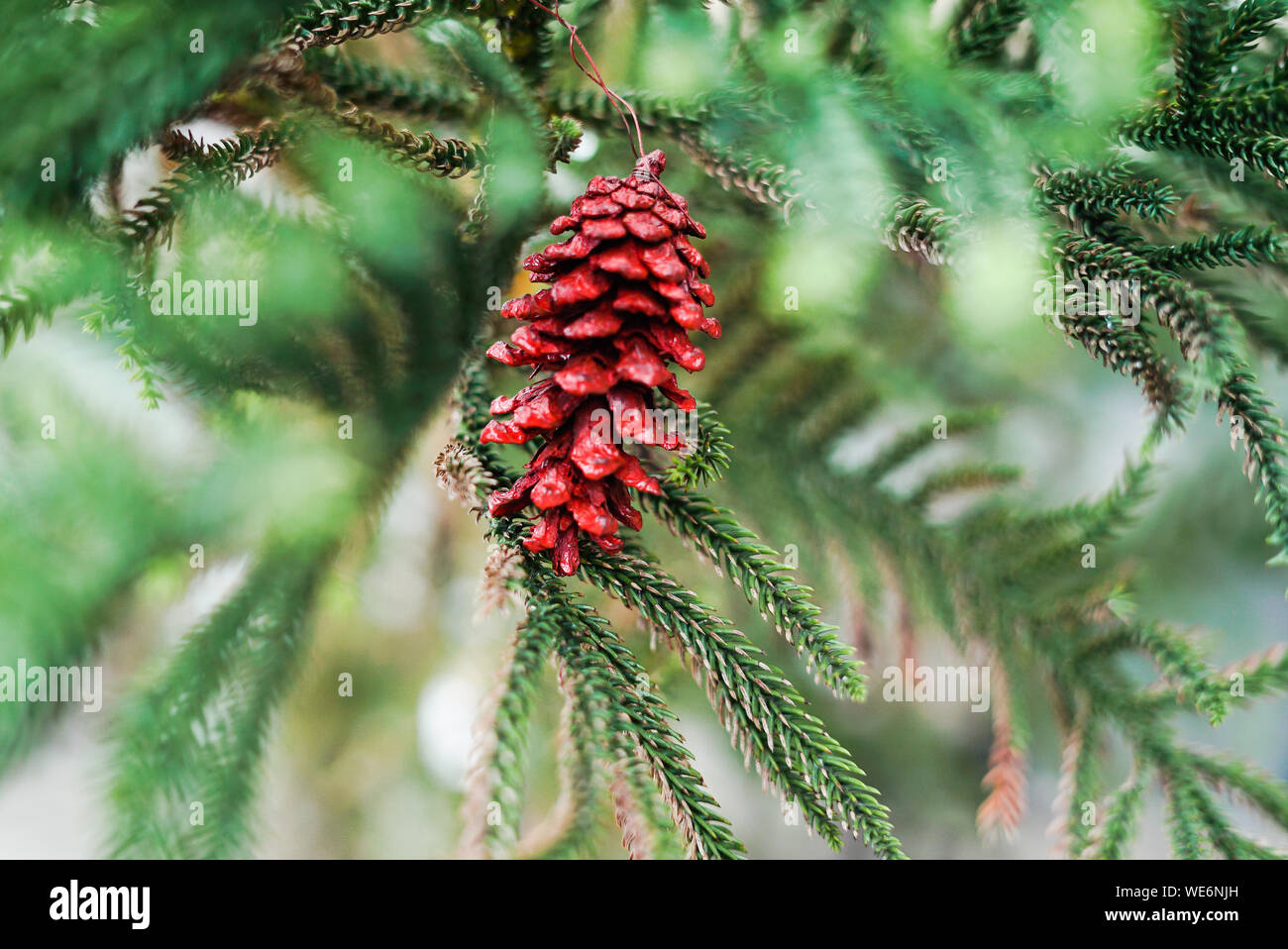 Red pine tree branch hi-res stock photography and images - Alamy