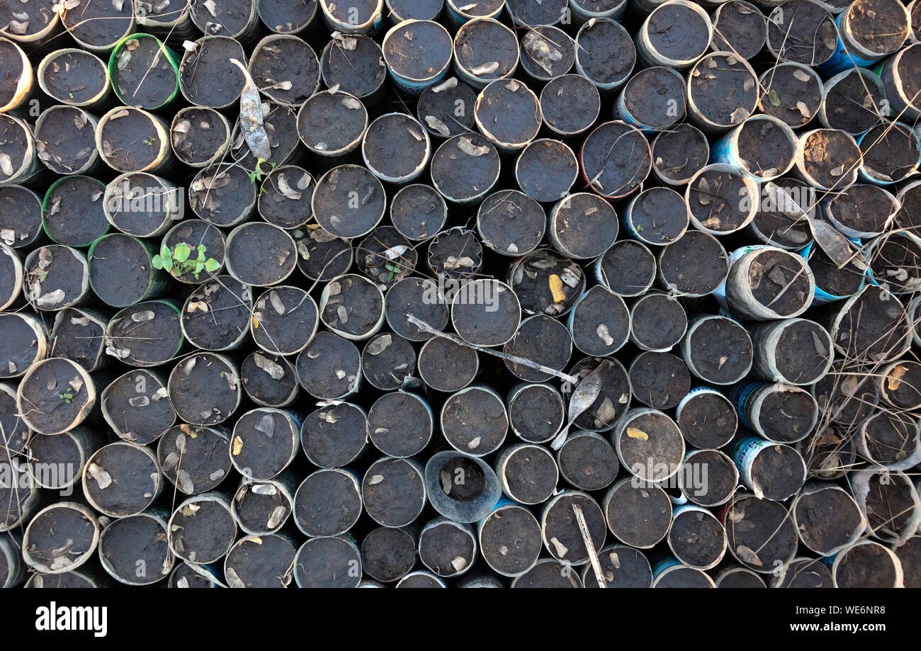 Small tree plantation in Madagascar - Let the jungle grow again Stock ...