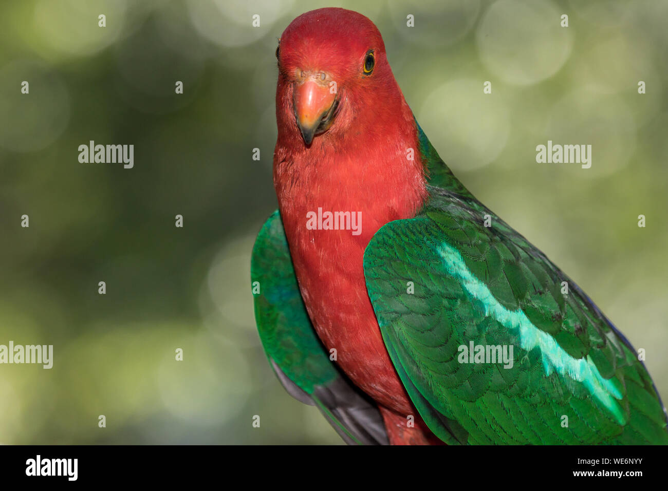 King parrot people hi-res stock photography and images - Alamy