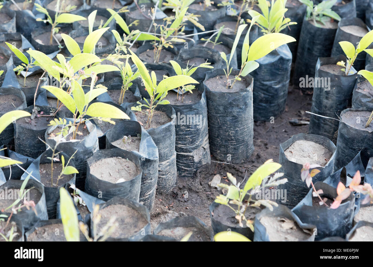 Small tree plantation in Madagascar - Let the jungle grow again Stock ...
