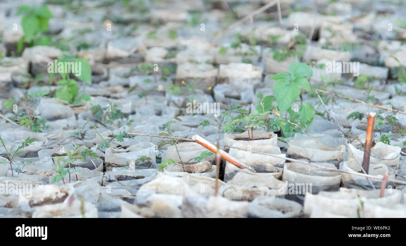 Small tree plantation in Madagascar - Let the jungle grow again Stock ...