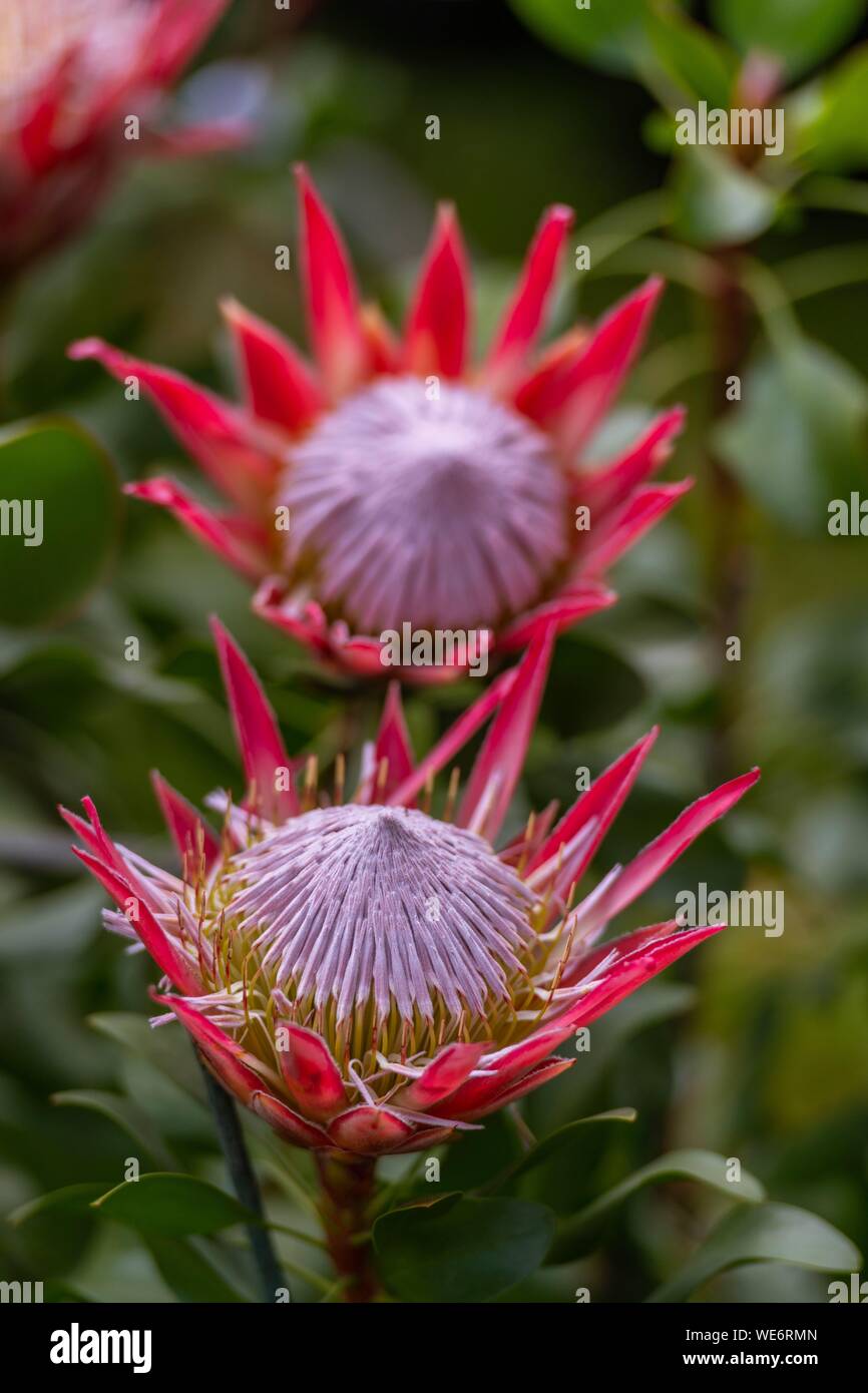 France, Oise, Chantilly, Castle of Chantilly, Park and castle of the ...