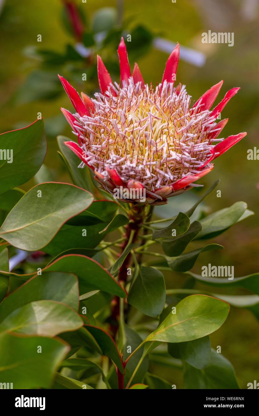 France, Oise, Chantilly, Castle of Chantilly, Park and castle of the ...