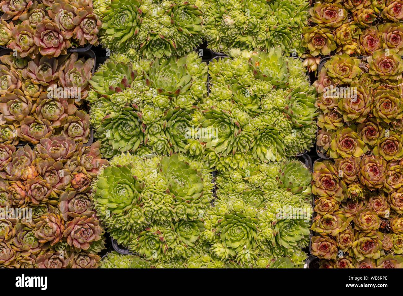 France, Oise, Chantilly, Castle of Chantilly, Park and castle of the ...