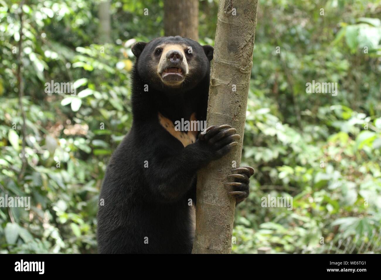 Sun bear tree hi-res stock photography and images - Alamy