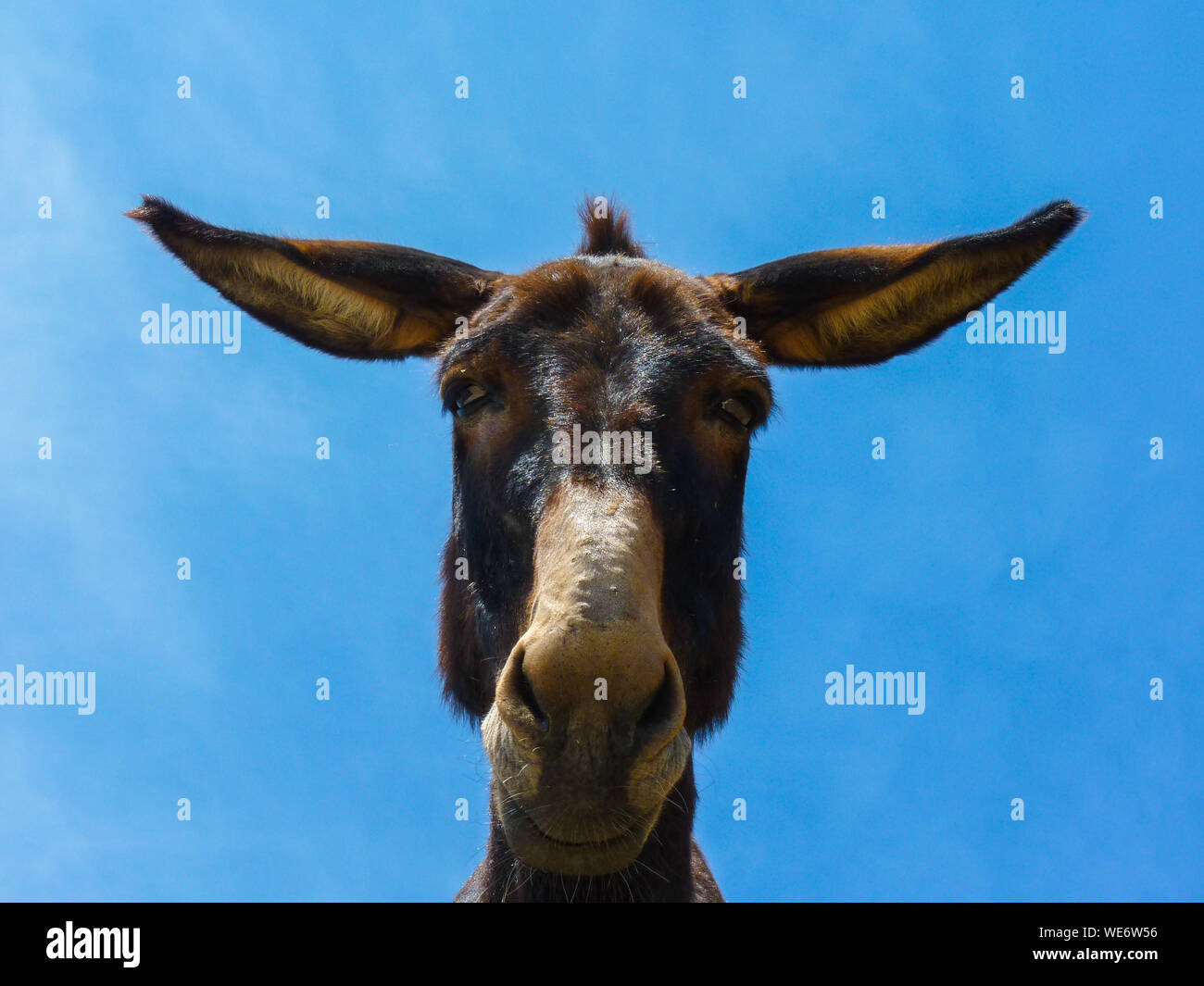 Blue donkey hi-res stock photography and images - Alamy