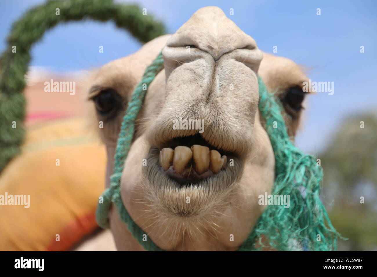 Camel skin hi-res stock photography and images - Alamy