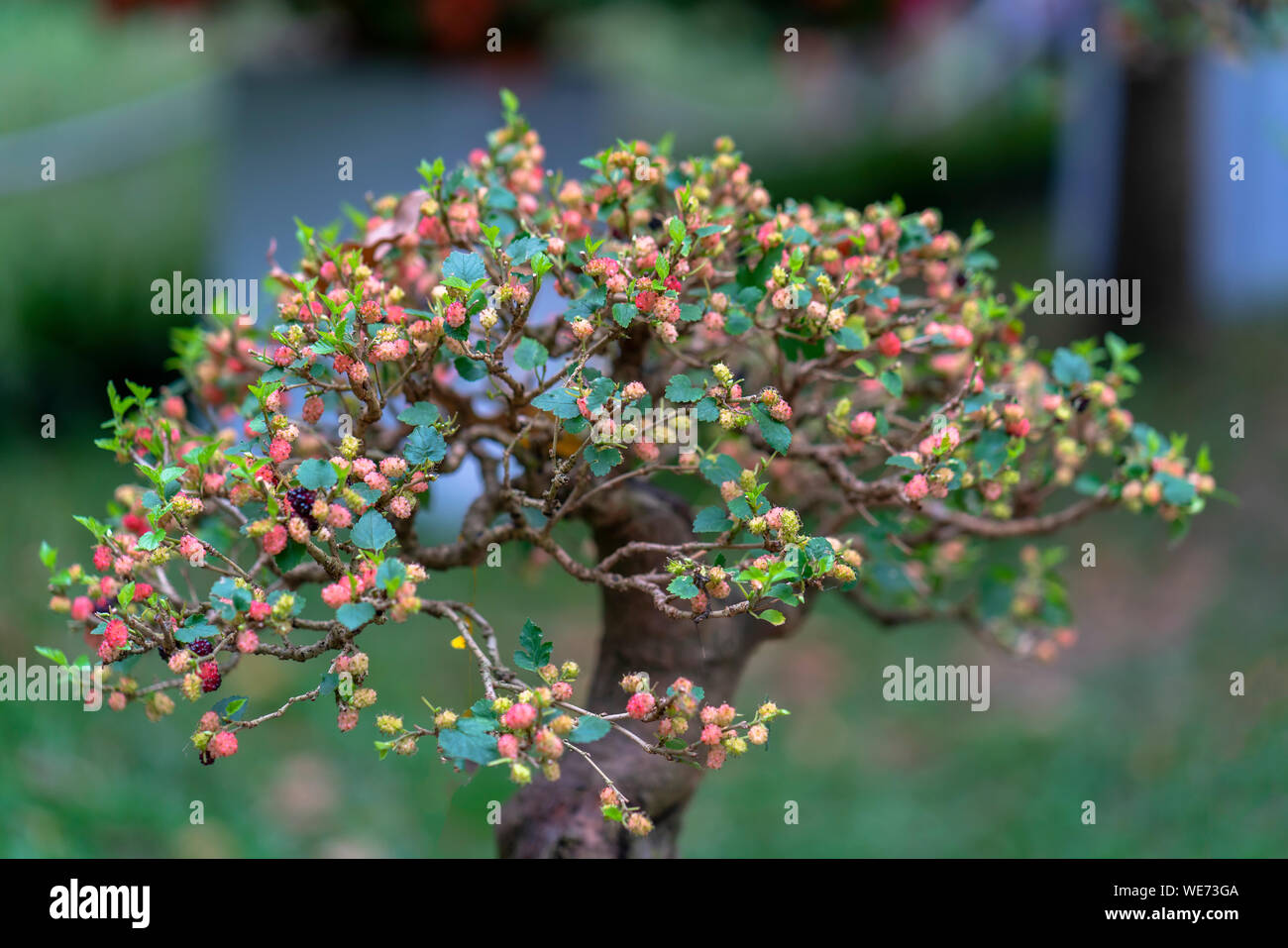 Raspberry tree hi-res stock photography and images - Alamy