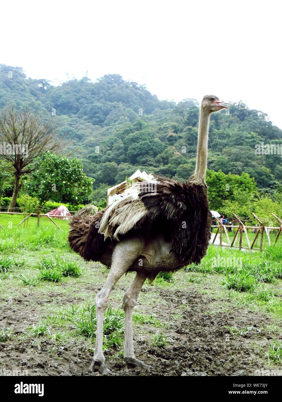 Ostrich leg hi-res stock photography and images - Alamy