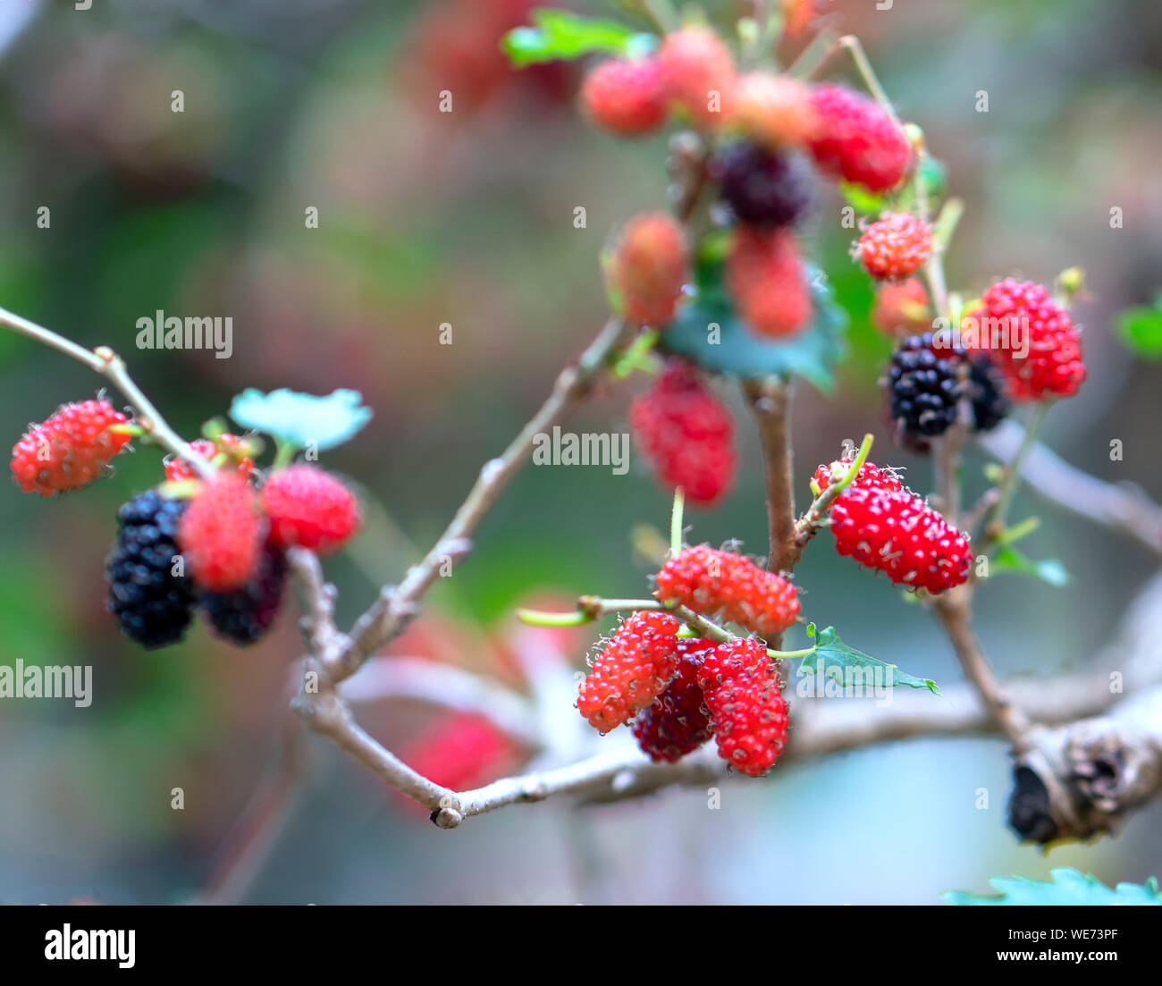Raspberry tree with many ripe fruits full of branches in the garden ...
