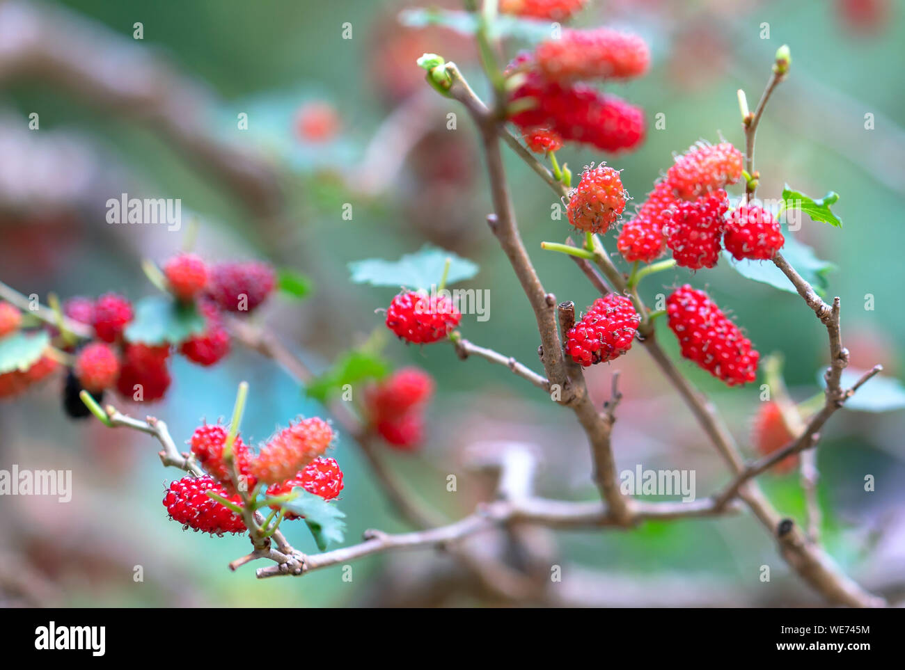 Raspberry Tree High Resolution Stock Photography and Images - Alamy