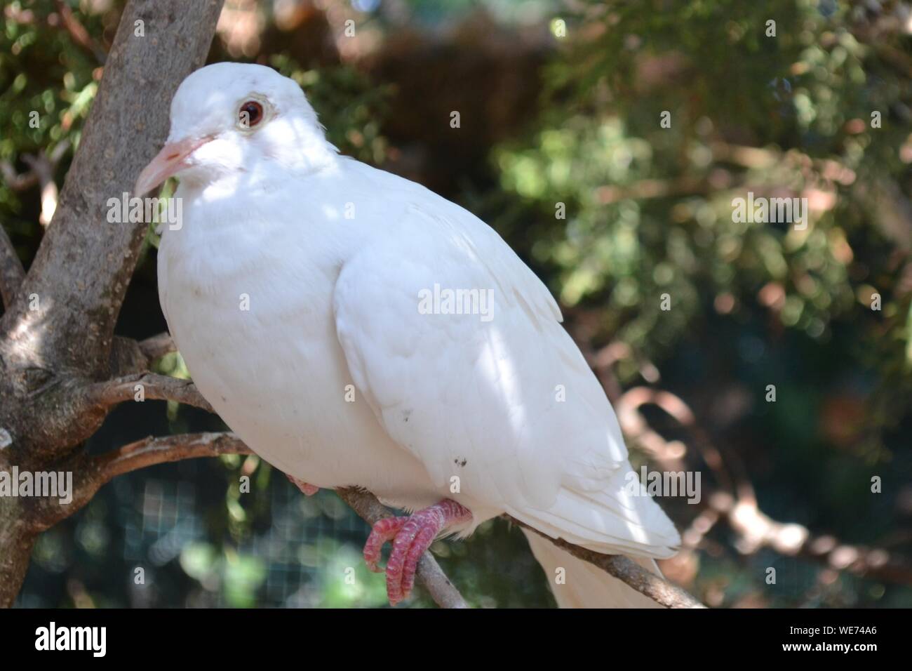 White dove branch hi-res stock photography and images - Alamy