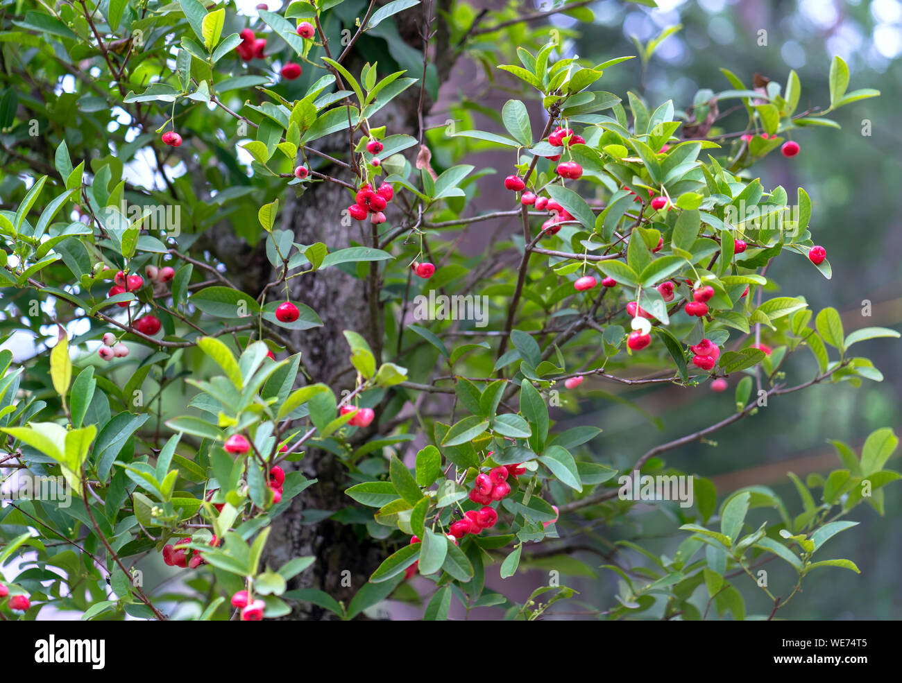 Water Apple trees with many ripe red fruits in the garden Stock Photo ...