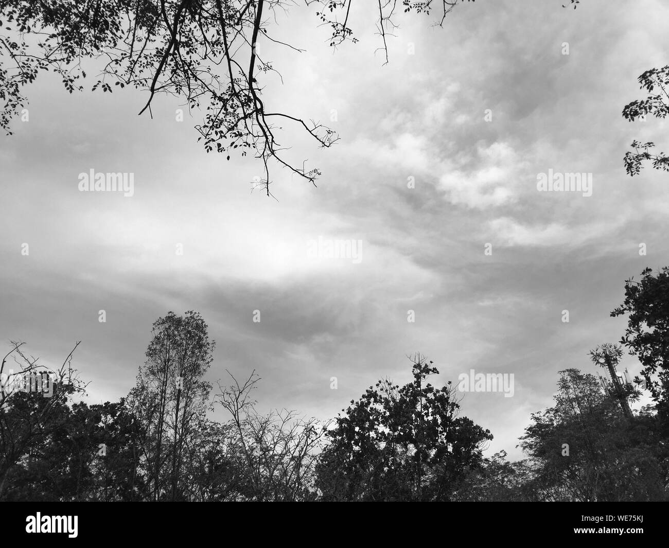 Above treetops view hi-res stock photography and images - Alamy