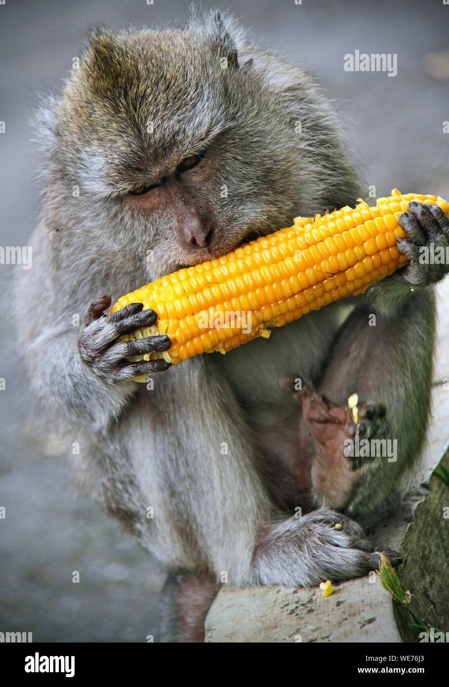 Monkey eating corn hi-res stock photography and images - Alamy