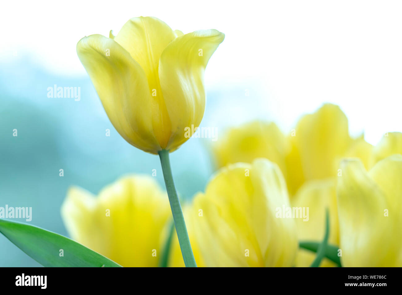 Tulips bloom in the spring sunshine with brilliant colors rising up ...