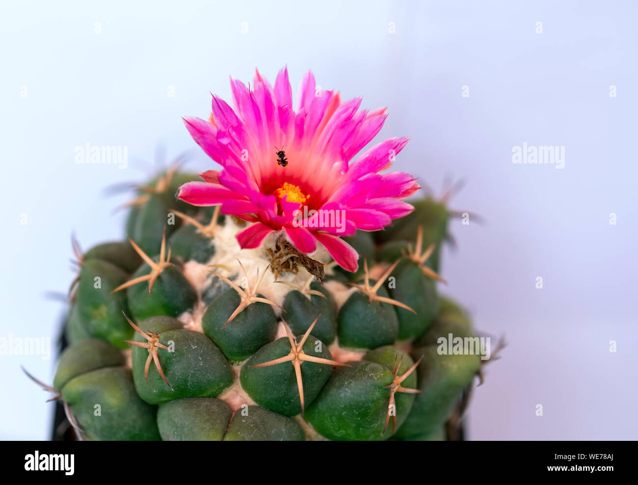 Cactus species with different species are blooming, this is a species ...